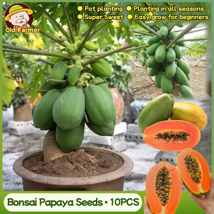 100% Original Sweet Dwarf Papaya Seeds for Planting Fruits (High ...