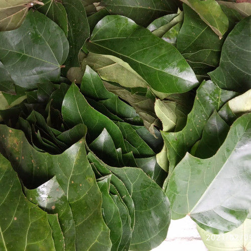 ready stock Daun kemiri Atau Daun Muncang Segar Per 1 kg | Lazada Indonesia
