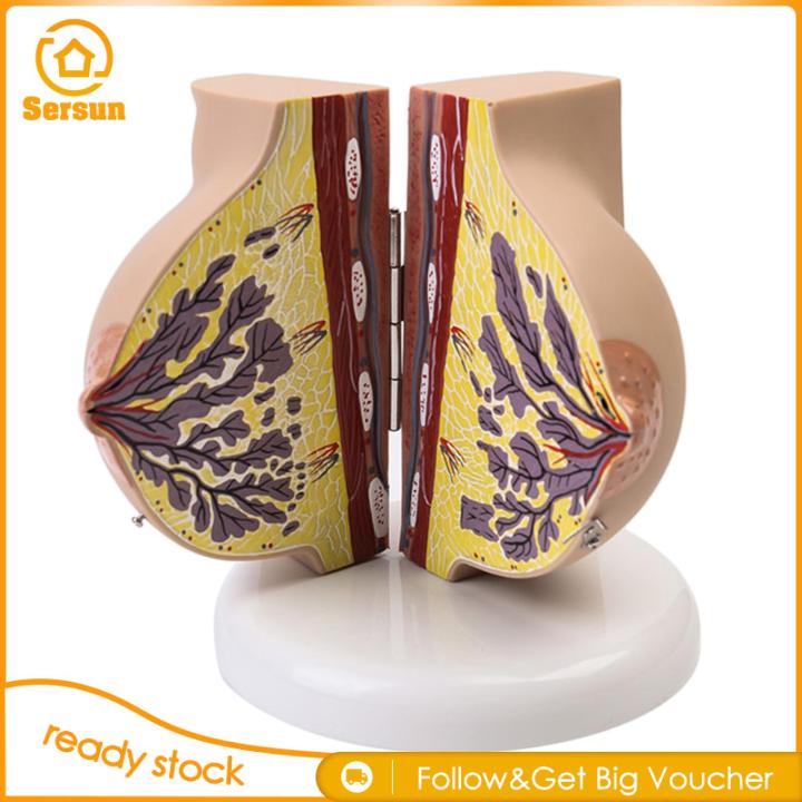 Sersun Breast Feeding Model Female Breast Simulation Model Breast Model | Lazada