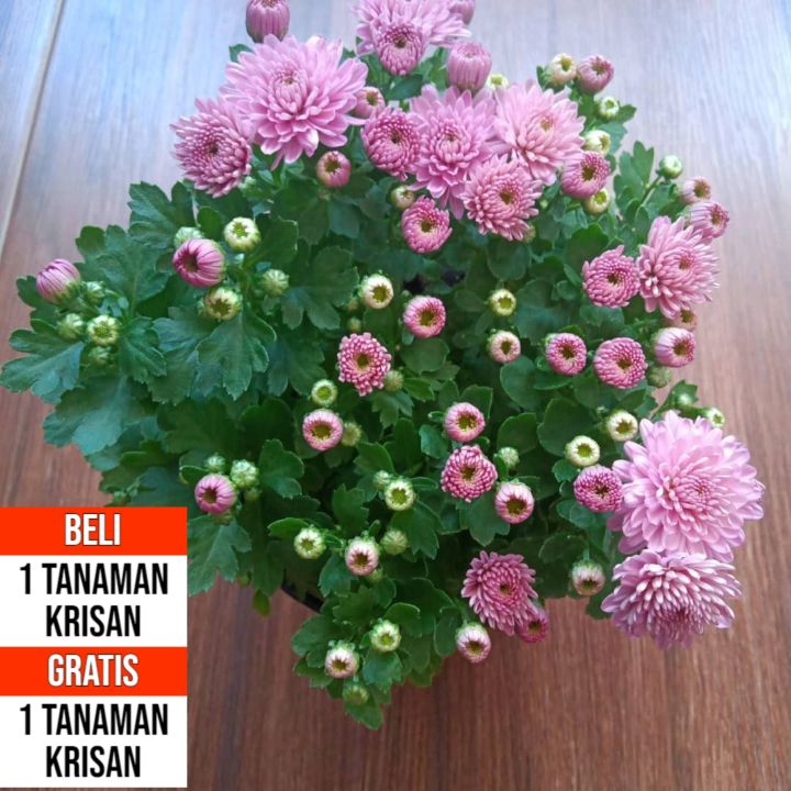BUNGA TANAMAN HIDUP ASLI KRISAN ASTER SUDAH BERBUNGA BERBAGAI MACAM WARNA | Lazada Indonesia