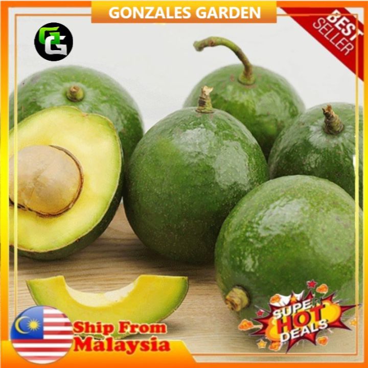 Anak Pokok Avocado Booth 7 (Pokok Kahwin) | Lazada