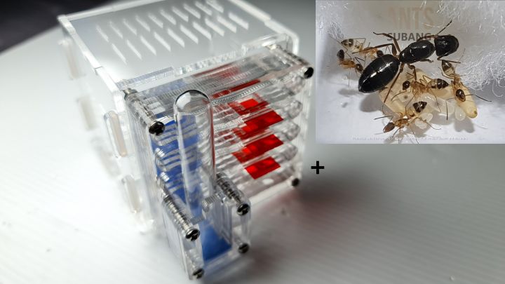 Starter Kit Nest + Ant Colony TYPE 6 | Lazada