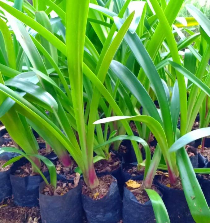 Tanaman Hias Bakung Amarilys-amarilis bunga merah | Lazada Indonesia