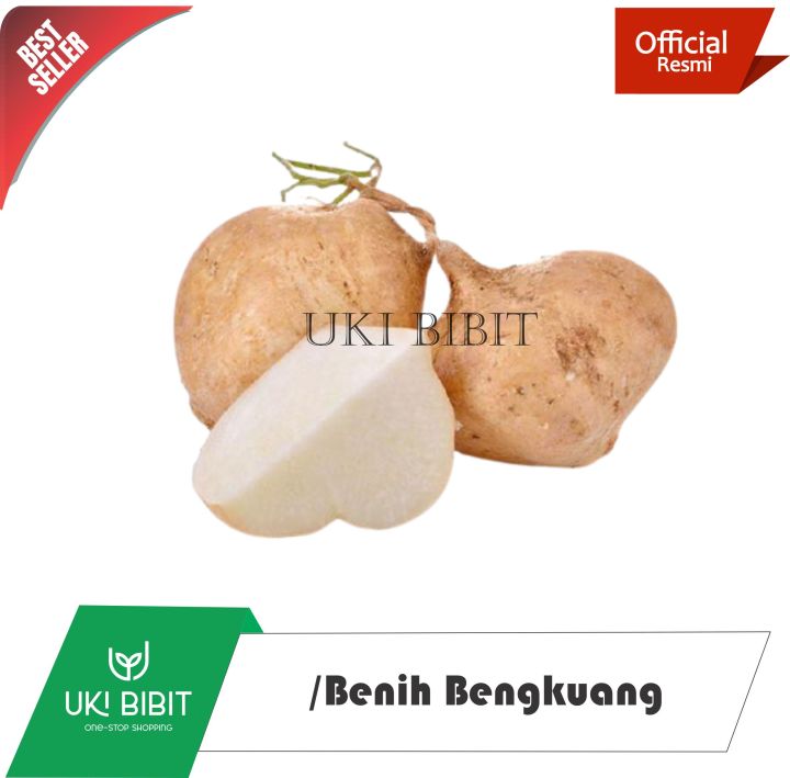 ( 100 Butir ) Benih Bengkuang | Bengkoang | Lazada Indonesia