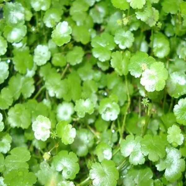 Daun Pegagan Gunung Antanan Kecil 300 Gram | Lazada Indonesia