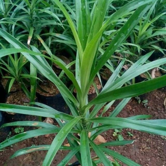 Pohon suji belut - Tanaman suji - Tanaman herbal pewarna suji - Tanaman ...