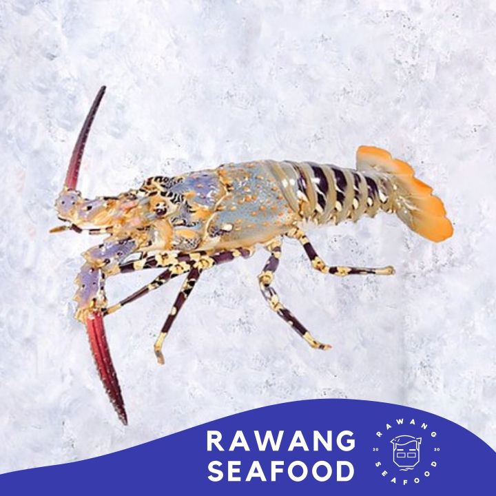 ROCK LOBSTER SABAH LOCAL 青龙虾 - Rawang Seafood | Lazada
