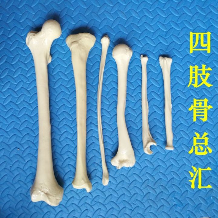 1 human body skeleton model scattered humerus ulna radial femoral ...