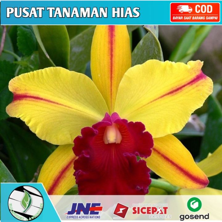 (TERLARIS) Seedling Anggrek Dendrobium “Encore” Tanaman Hidup Bunga ...