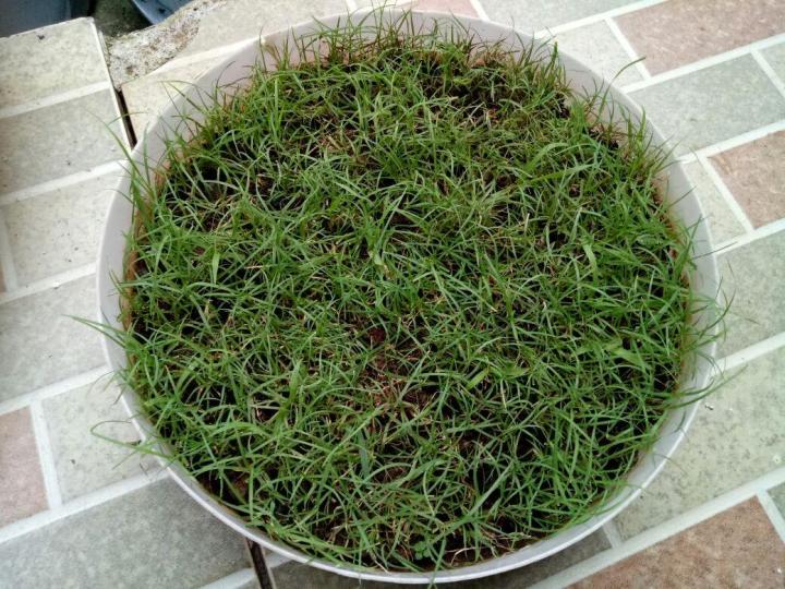 benih biji rumput swiss 50g - bibit rumput swiss - biji rumput impor ...