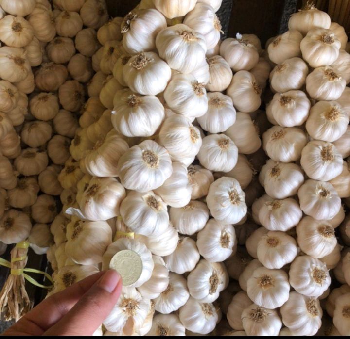 Native Garlic Mabango grams Ilocos Garlic Big Size Native garlic of ...