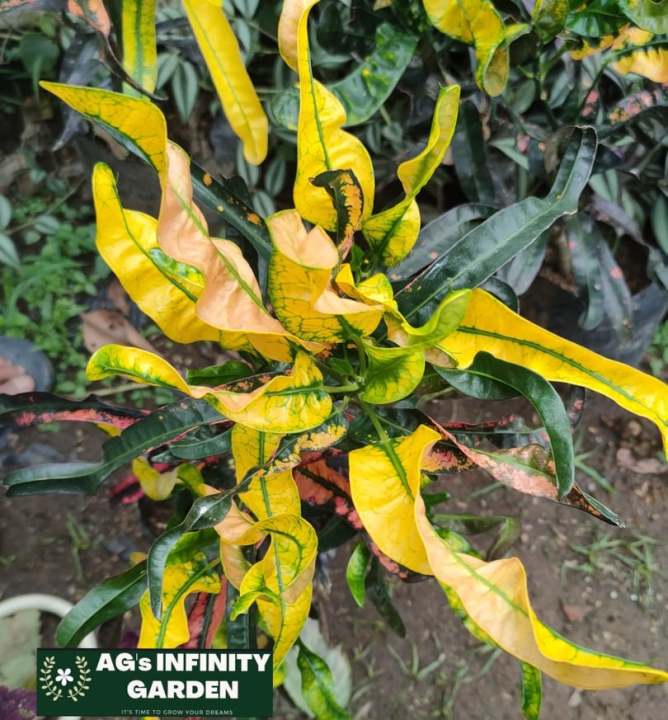 Yellow Root Plant Prices