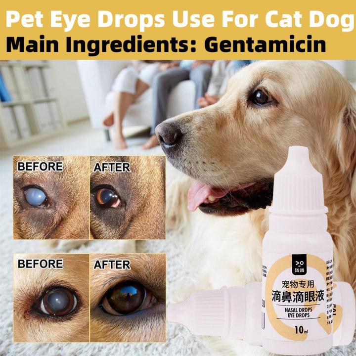 Gentamicin Eyes Drop for Dogs and Cats Pet Eye Drop 10ML Remove Eye ...