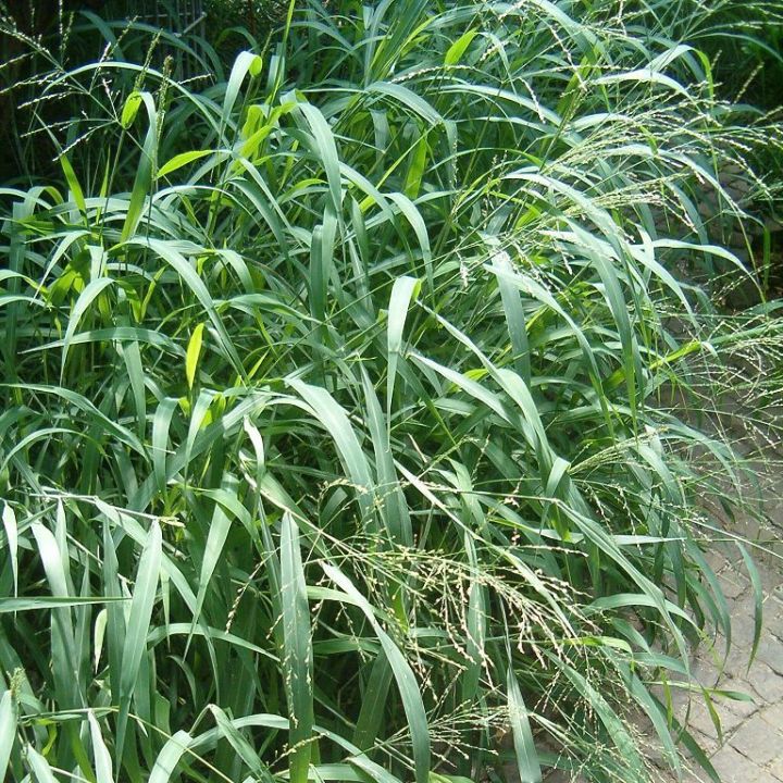 Bibit Benih Rumput Mombaca Benggala (Isi 5 Biji) | Lazada Indonesia