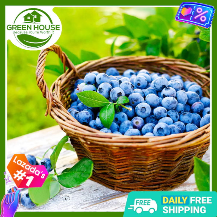 Green House® - Blueberry Seeds for Planting Fruit Plants (10 Seed) incl ...