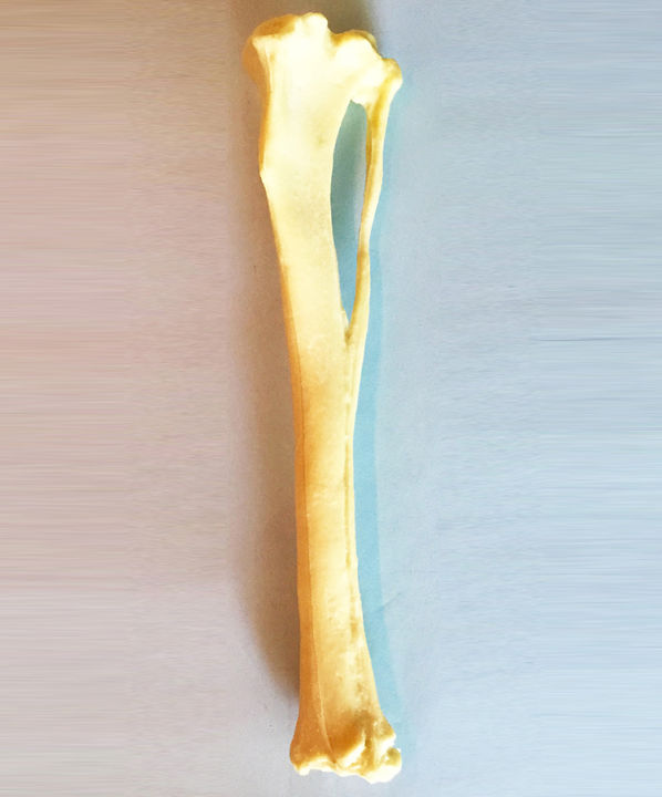 Surgery Operation Practice Simulation Dog Tibia Fibula Anatomical Bone ...