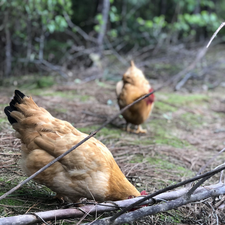 Authentic native chickens, farmhouses, free-range chickens, rural areas ...