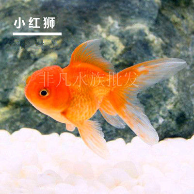 Live ornamental goldfish cold water fish red grass koi fish top red ...