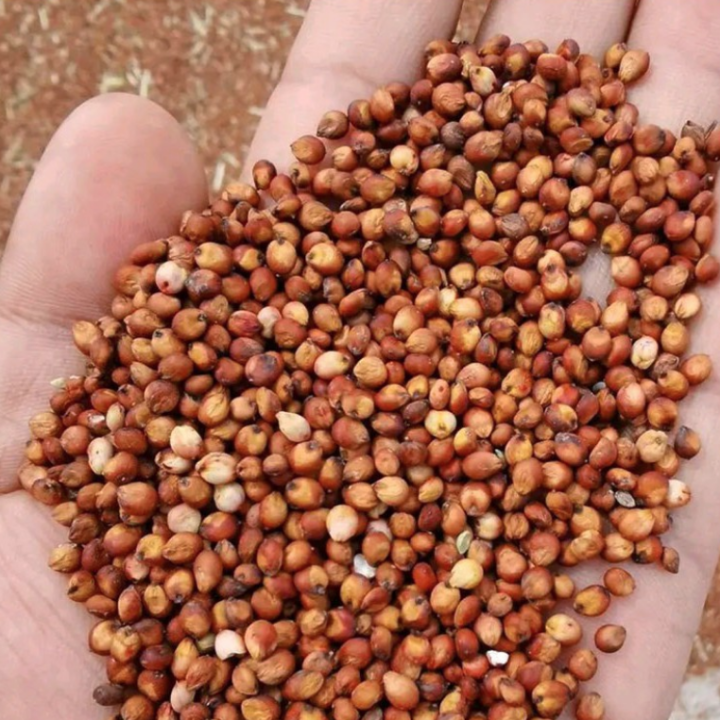 Biji Benih Sorghum Sef (Red Sorghum / White Sorghum) (100 seed ...