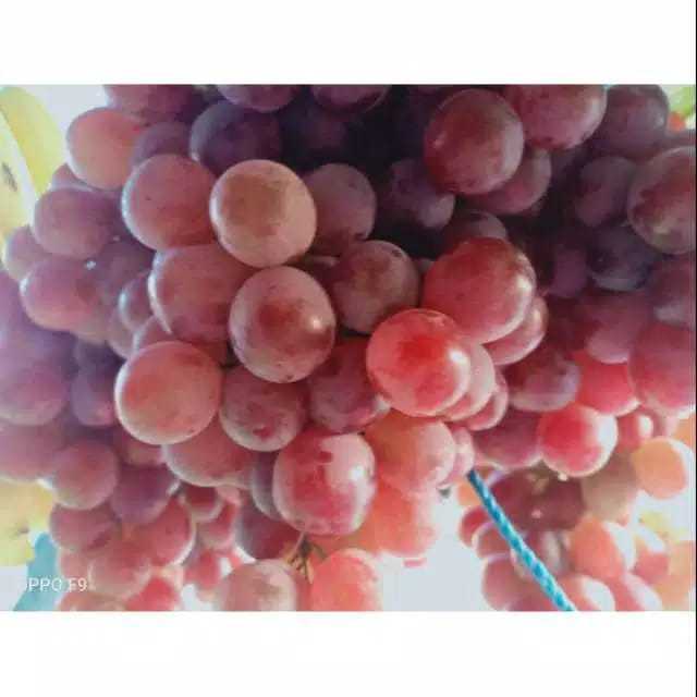 Anggur Merah 1 kg | Lazada Indonesia