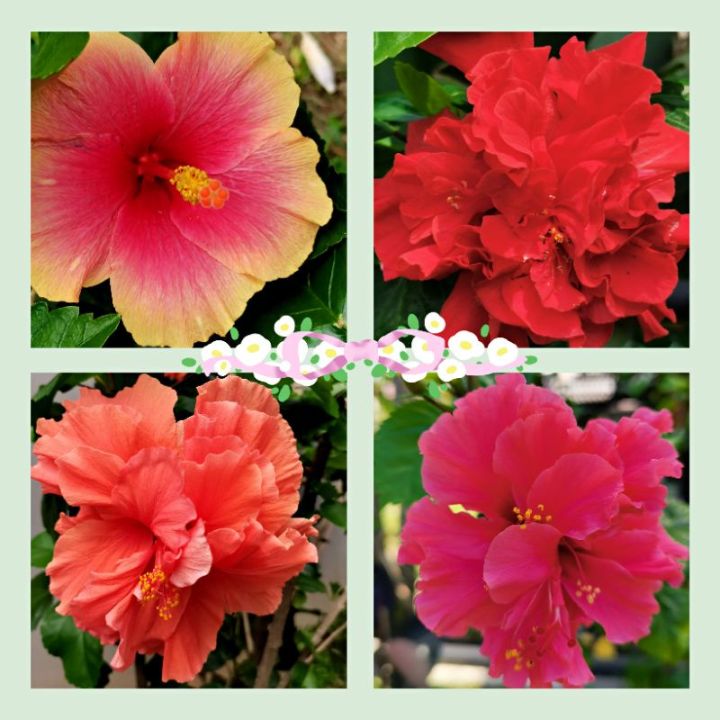 Keratan Bunga Raya/Hibiscus/Cuttings/大红花/剪支 | Lazada