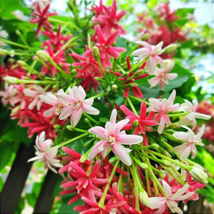 ( BISA COD ) PROMO! Tanaman Rambat Melati Belanda Bunga Melati Holland ...