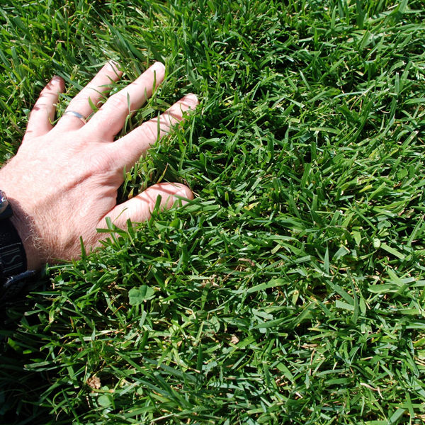 Fescue Turf Type Grass Seeds Rare Grass Seeds Heirloom Grass Seeds ...