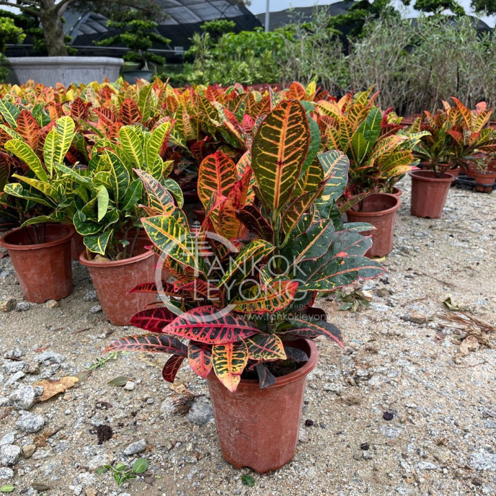 TKL - Outdoor Big Size Live Croton Plant Codiaeum Variegatum/Gold Sun ...