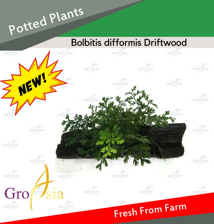 Bolbitis difformis driftwood Aquatic Plant | Lazada