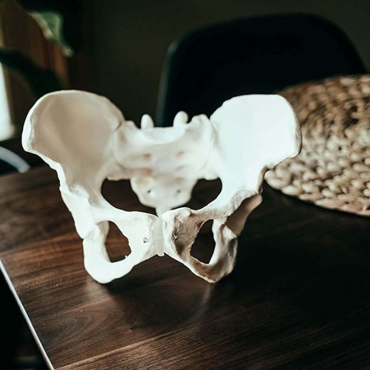 E2Life Size Female Pelvis Model, Hip Model - Female Anatomy Model, Hip ...