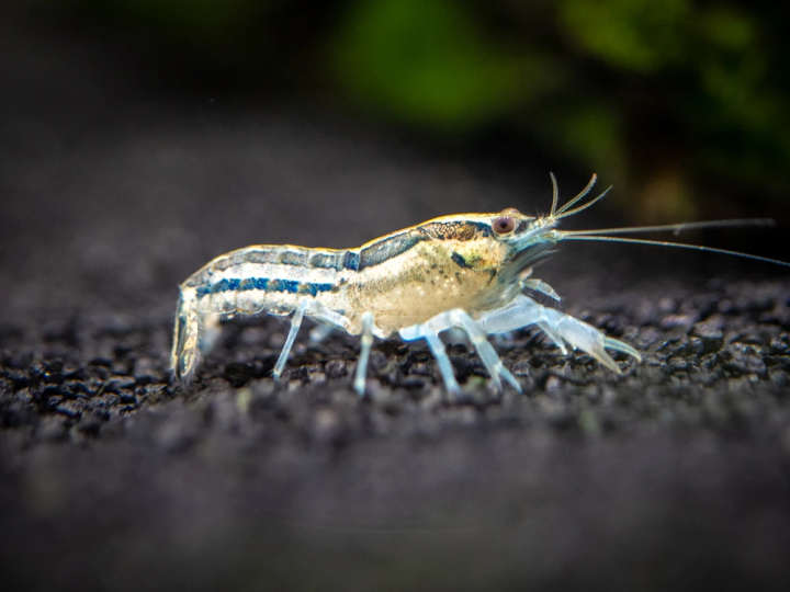 【Su's Aquatic】MINI BLUE DWARF CRAYFISH - 迷你蓝鳌虾 【 #PDSA8275 】 | Lazada