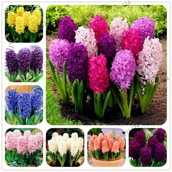 Water Hyacinth Mixed Flower Hyacinthus Plant Seed Home Outdoor Tropical ...