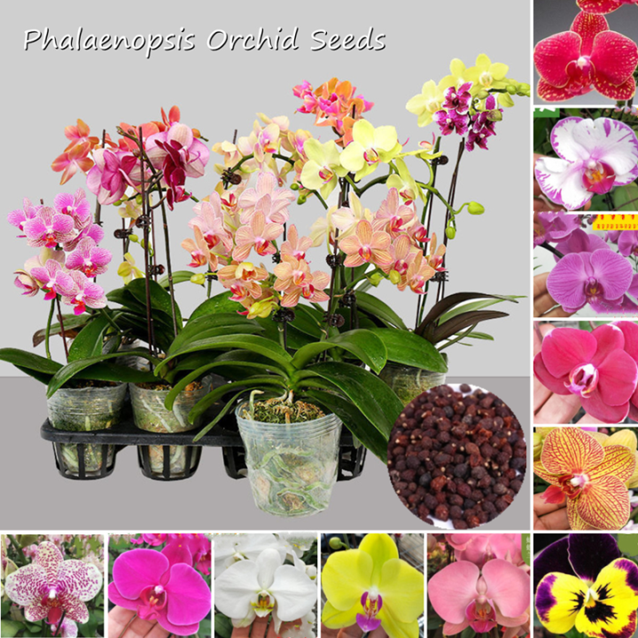 50PCS Rare Colorful Phalaenopsis Orchid Seeds for Planting Flowers ...