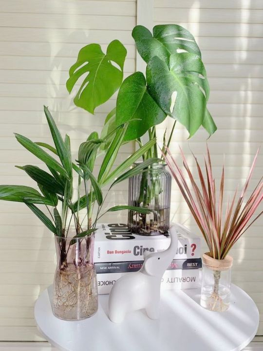 Hydroponic monstera bamboo indoor desktop potted white palm spring ...