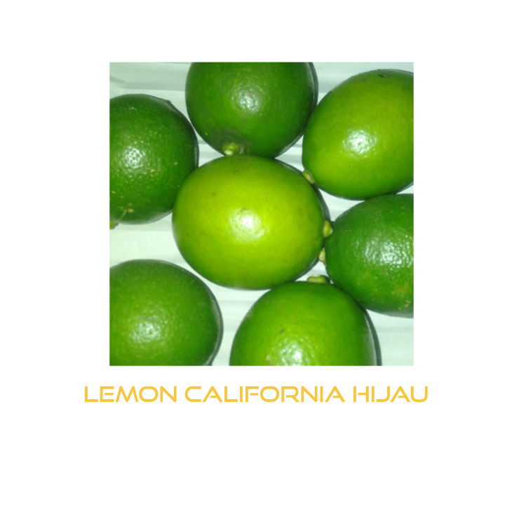 1KG BUAH LEMON CALIFORNIA HIJAU ORGANIK | Lazada Indonesia
