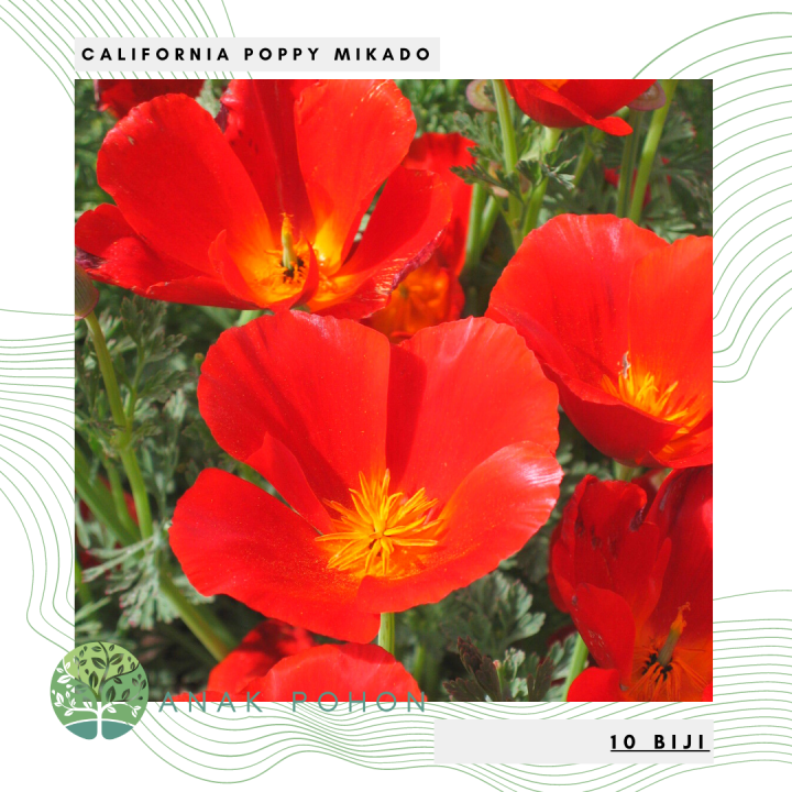 (10 Biji) Benih Bibit Biji - Bunga California Poppy Mikado ...