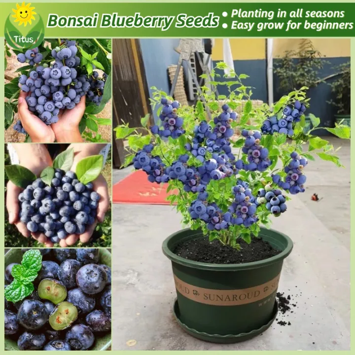 [Fast Growing Seed] Fresh Legit Bonsai Blueberry Seeds for Planting & Gardening (20 Seed) Dwarf ...