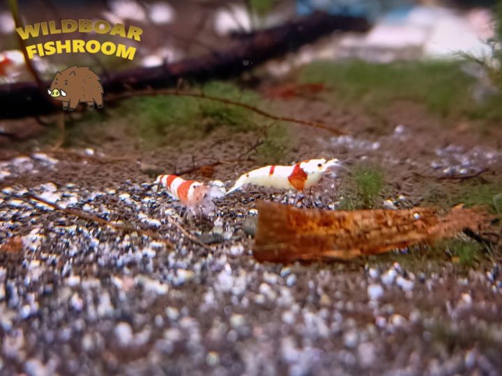 Crystal red shrimp (CRS) | aquatic | Shrimp Live Pet Fishes | Small ...