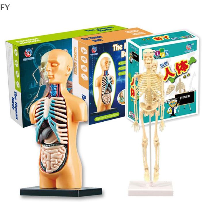 FY🐾 🎀 Anatomy Model For Kids Human Torso Science Learning Removable ...