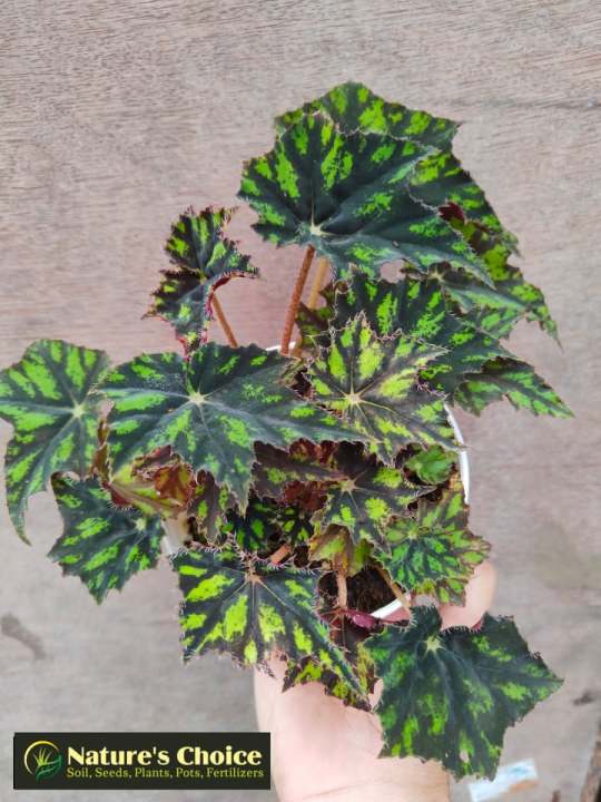 Begonia Stardust (Limited Stocks Only) with FREE garden soil, plastic ...