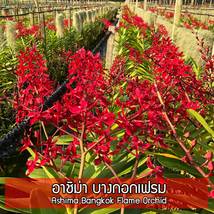 กล้วยไม้ อชิม่าบางกอกเฟรม อาชิม่า กล้วยไม้สีแดง ช้างแดง กล้วยไม้ใน ...