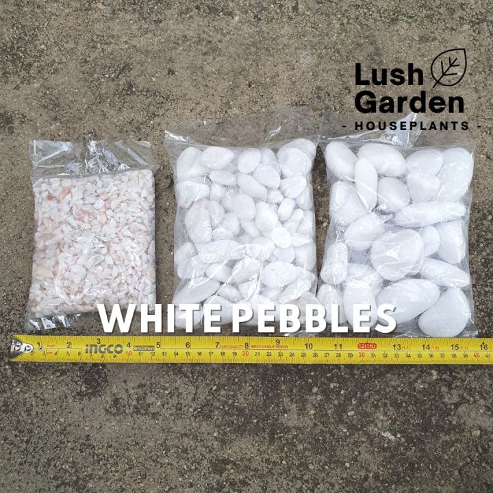 White Pebbles / White Stone / Batu Putih Gardening Landscaping Plant ...