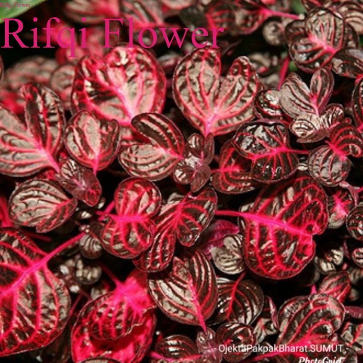 Tanaman Hias Iresine ingler bayam merah herbstii Bloodleaf Krokot bayam ...