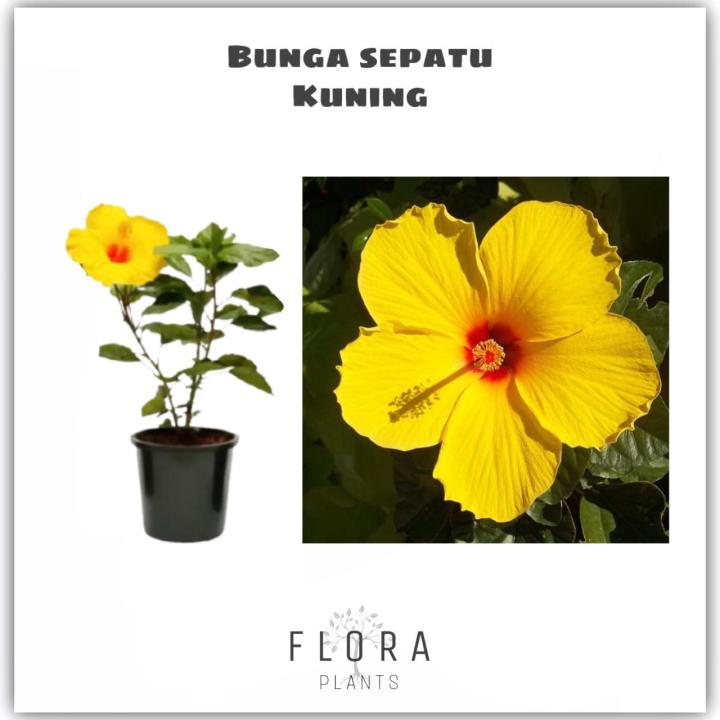 Bunga Sepatu Hidup Kuning / tanaman hias bunga sepatu / bibit tanaman ...