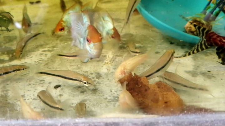 Flying Fox Algae Eater / Catfish Corydoras Buy 3 Free 1 | Lazada