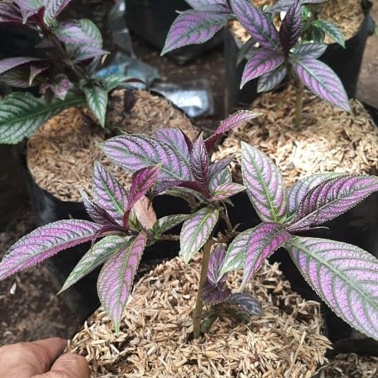 Bibit tanaman keji beling ungu | pecah beling ungu | tanaman herbal ...