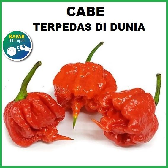 CABE CAROLINA REAPER 3 biji / bibit / benih CABAI / CABE TERPEDAS DI ...