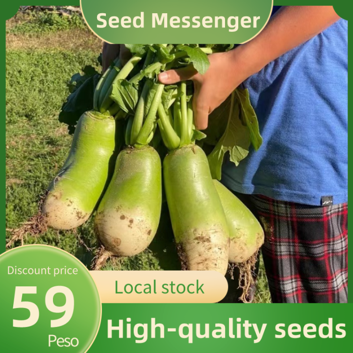 (Green Water Radish Seed 300 Seeds) Live Plants for Sale Seeds for ...