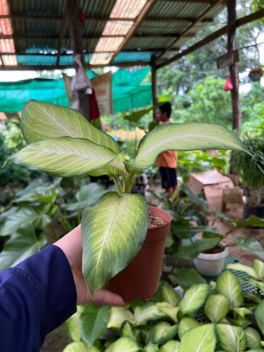Tropical Maria Plant with FREE black plastic pot and garden soil ...