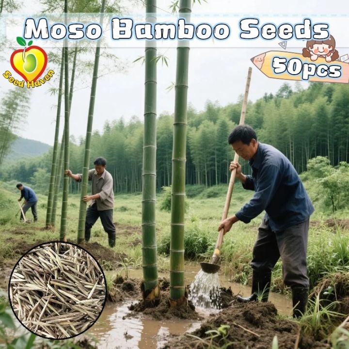50pcs/pack Fresh Giant Moso Bamboo Seeds Phyllostachys Seeds for ...